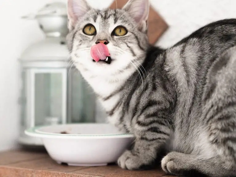 How To Encourage A Cat To Eat how-to-encourage-a-cat-to-eat